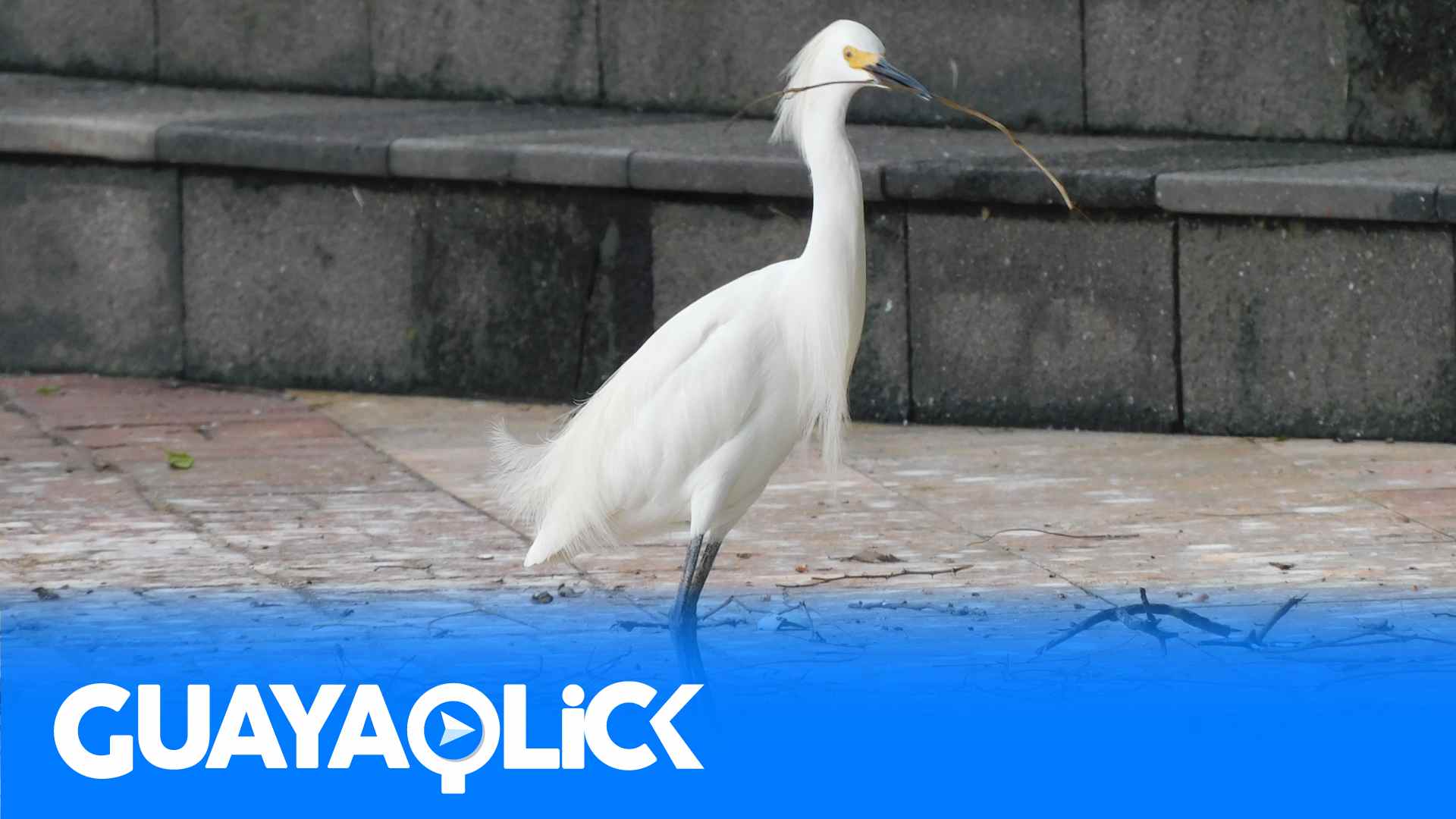 Garzas en Guayaquil - GUAYAQLiCK